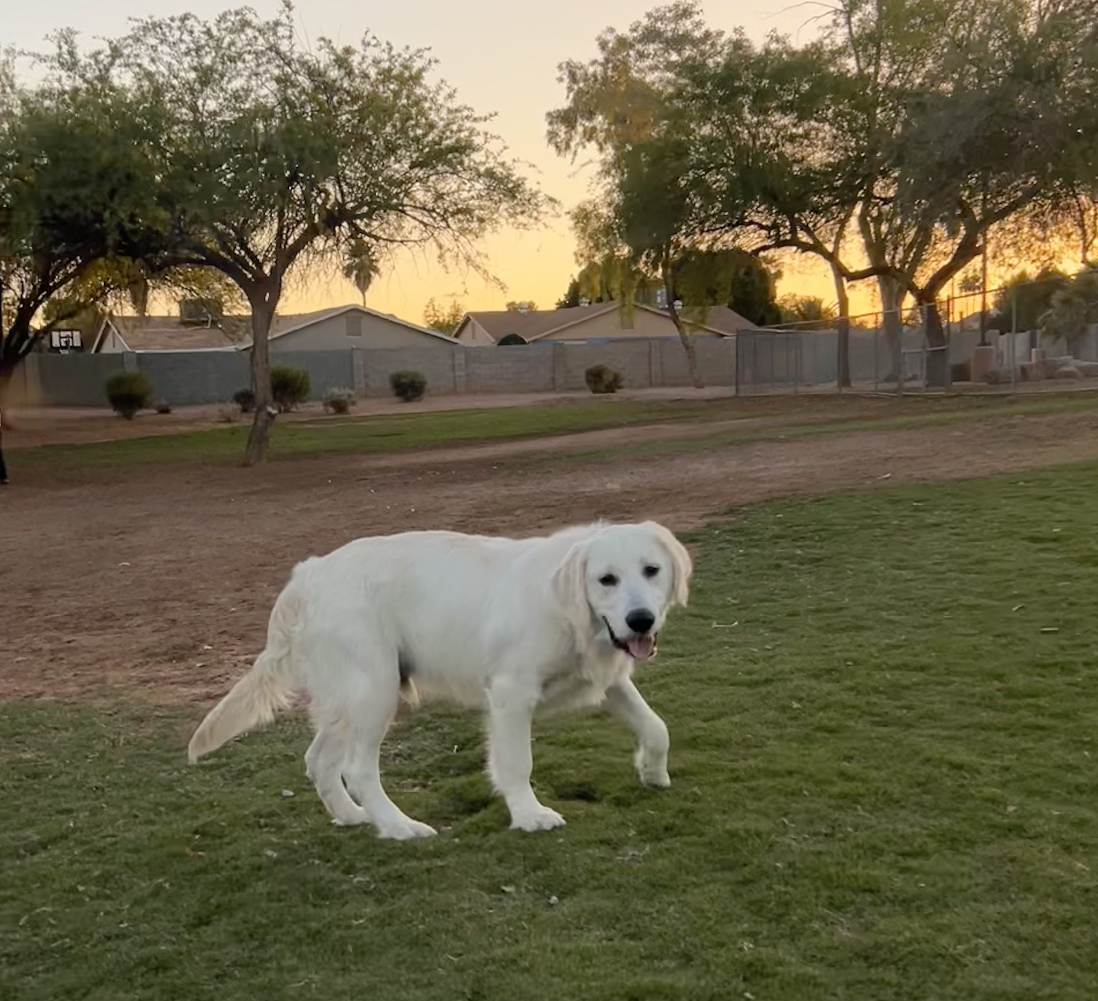 Meet the Parents – Arizona Golden Retrievers